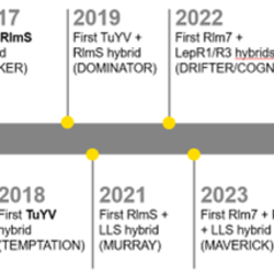 RAPOOL Stem Strategy - the future of rapeseed varieties